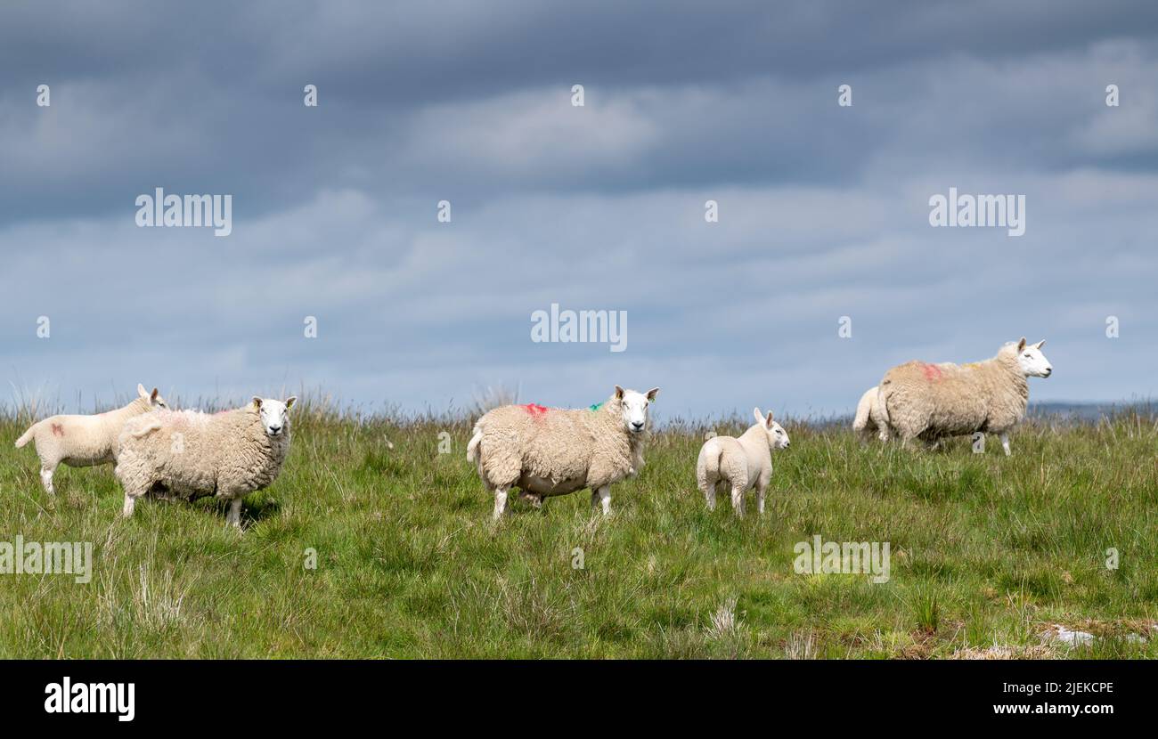 Cheviot breed sheep lamb hi-res stock photography and images - Alamy