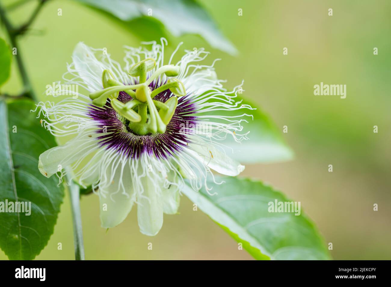 Passiflora incarnata plant passion flower hi-res stock photography and ...