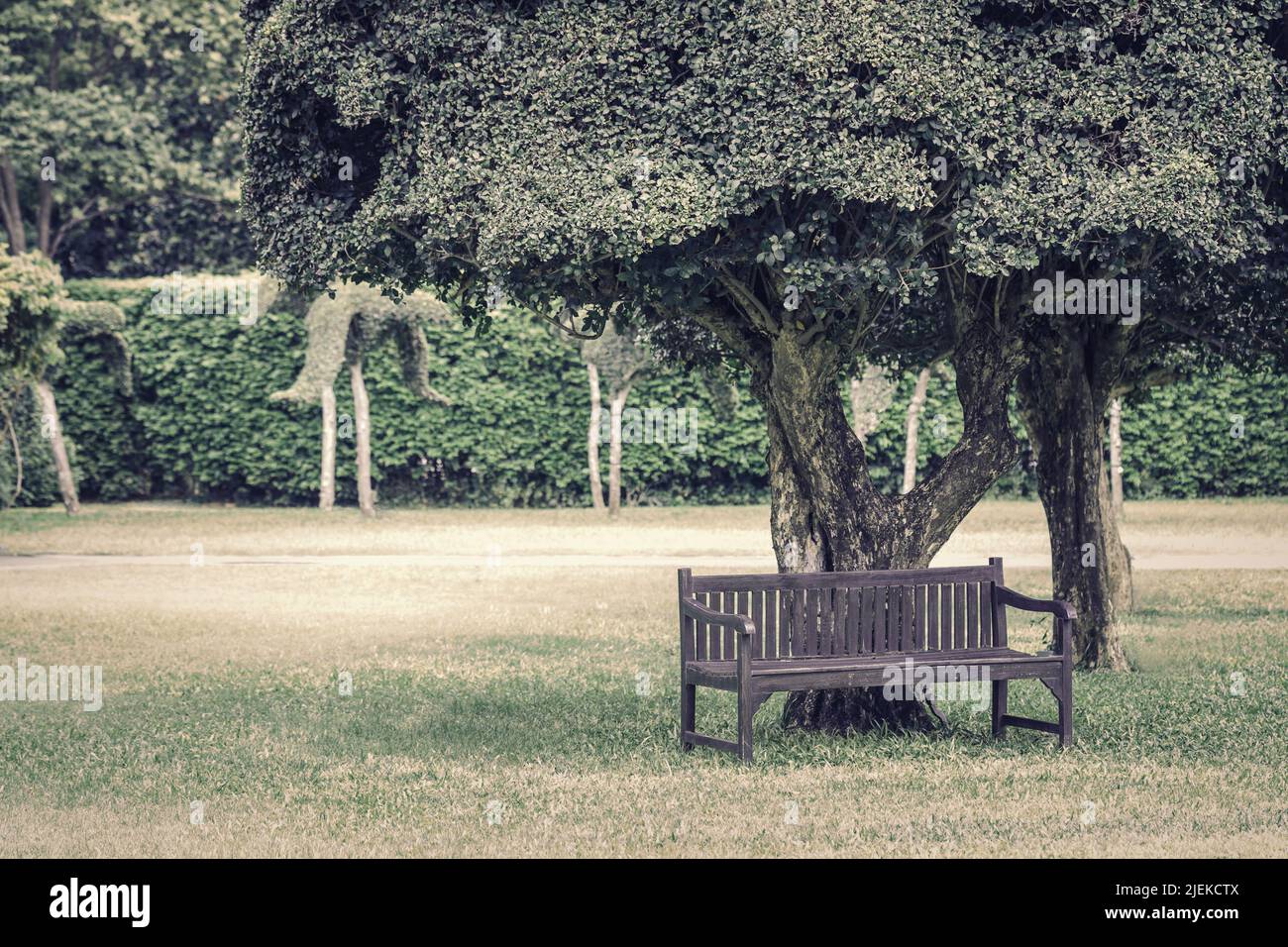 Plant tree green spring chair hi-res stock photography and images - Alamy