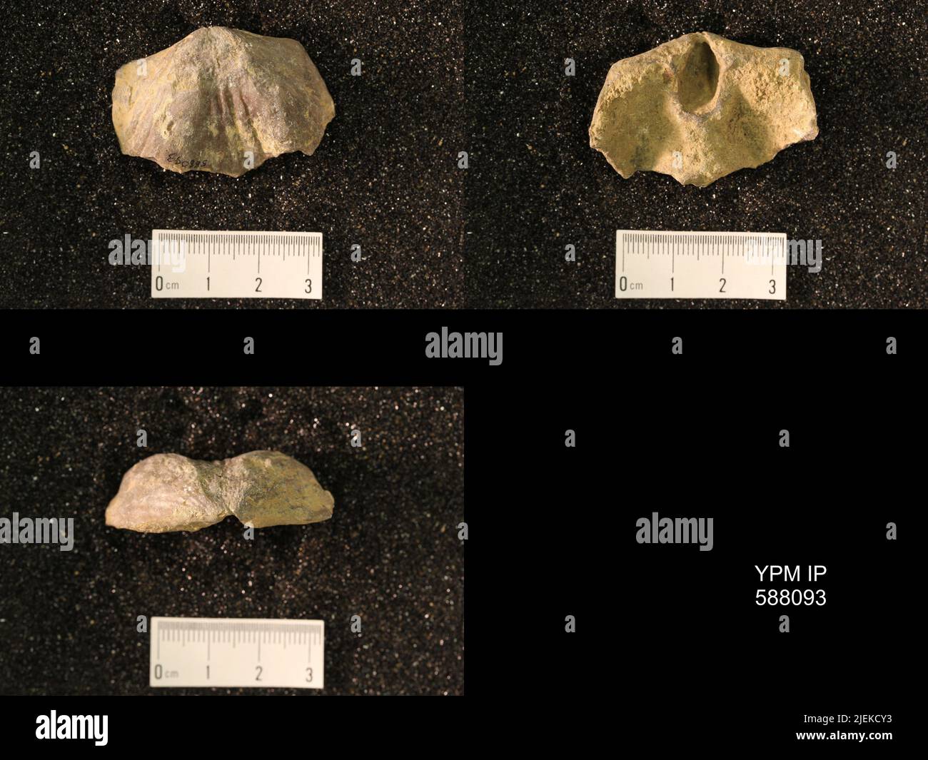 Platystrophia lynx von eichwald animalia hi-res stock photography and ...