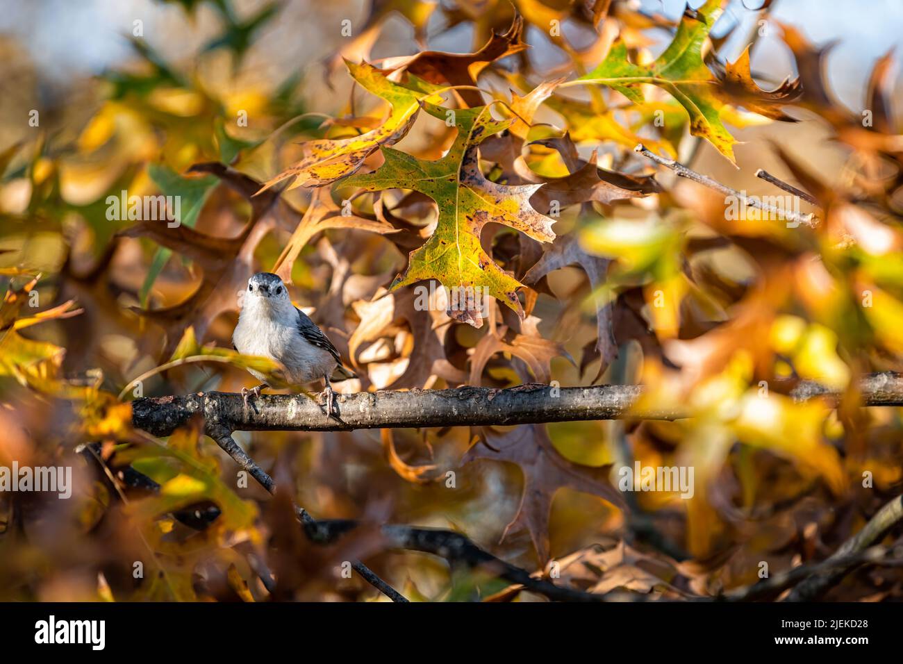 One white-breasted nuthatch bird on oak tree branch with autumn fall ...