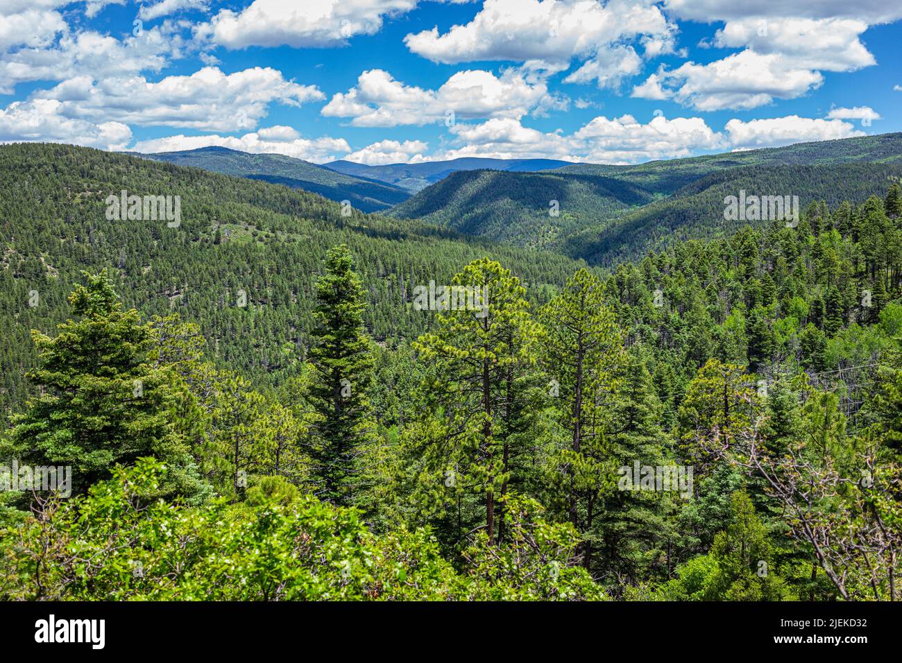 Carson National Forest with Sangre de Cristo mountains and green pine ...