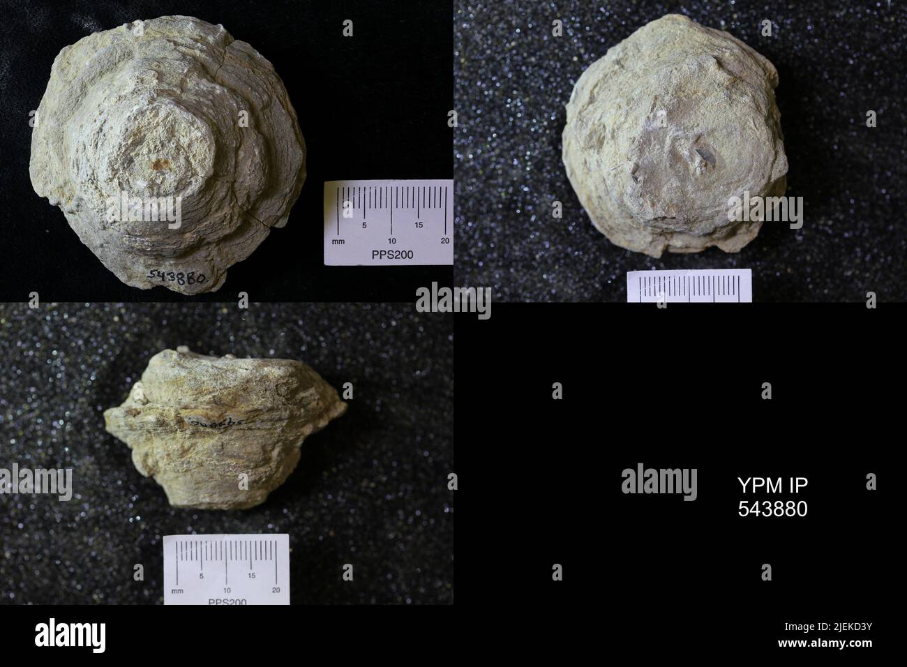 Ichnofossil ichnology hi-res stock photography and images - Alamy