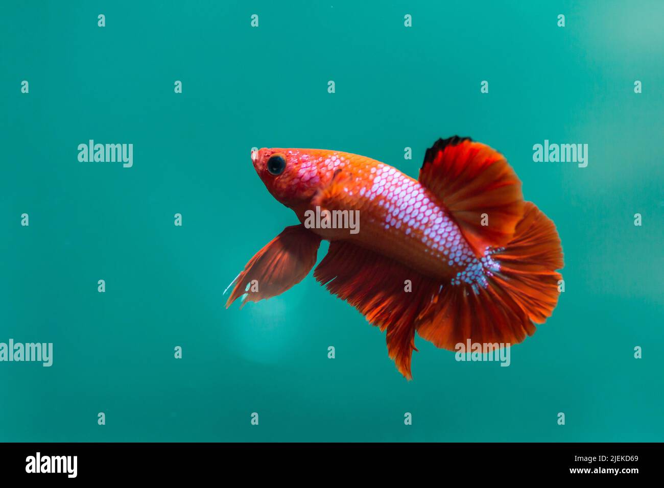 Betta red fish,siamese fighting fish,isolated on blue background Stock ...