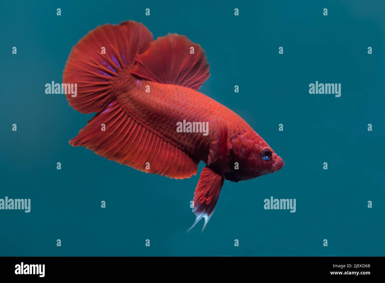 Red and blue betta fish hi-res stock photography and images - Alamy