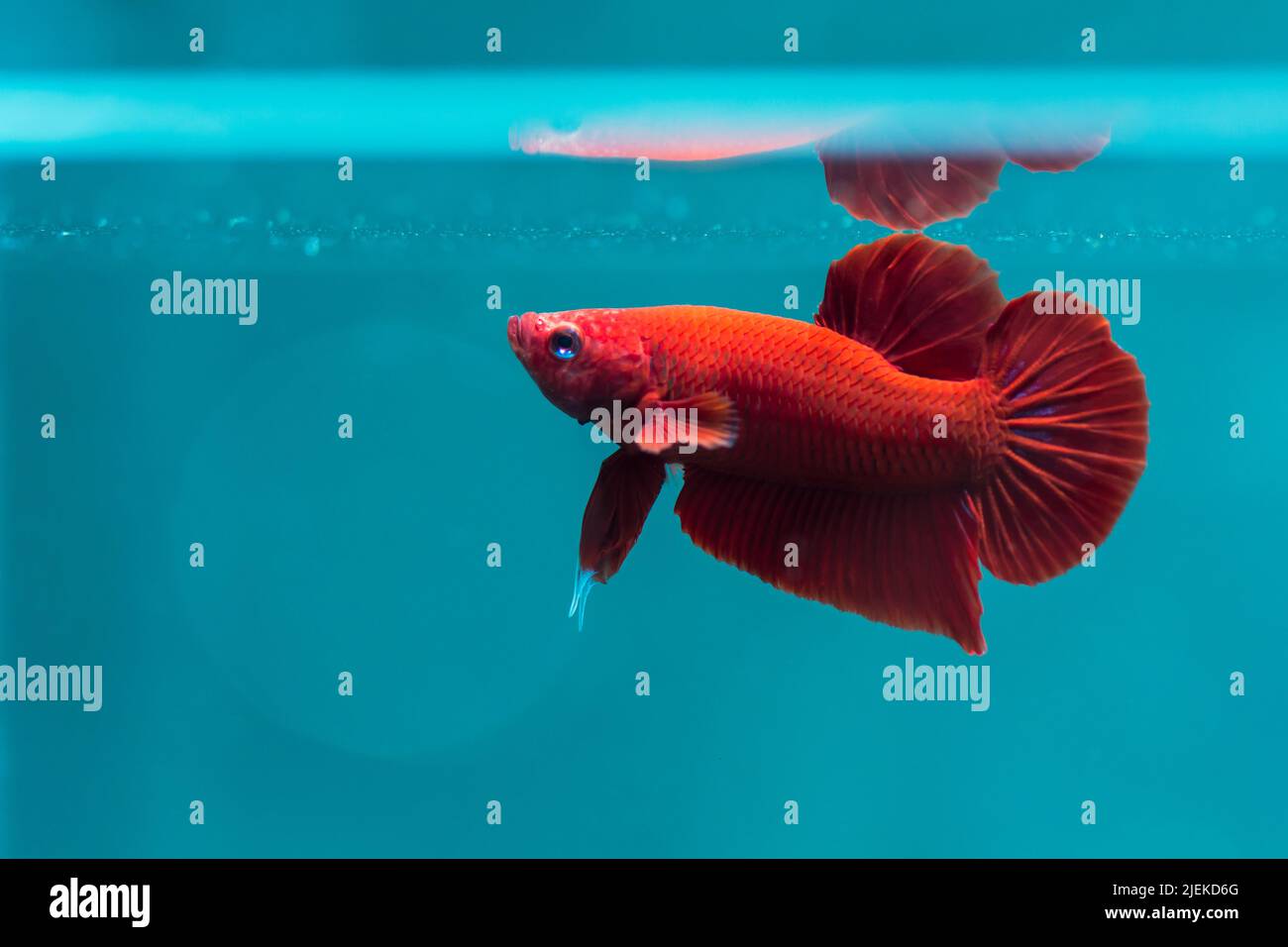 Red Purple And Blue Betta Fish