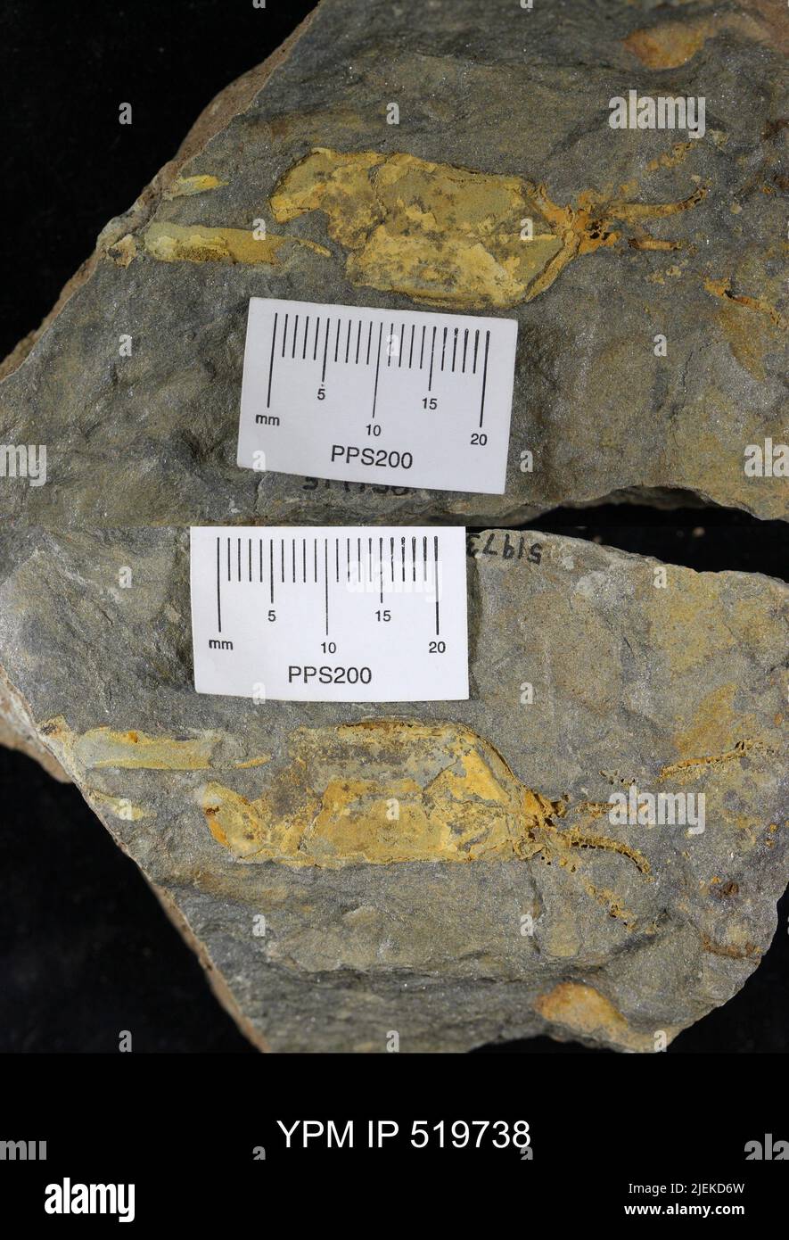 Eocrinoidea hi-res stock photography and images - Alamy