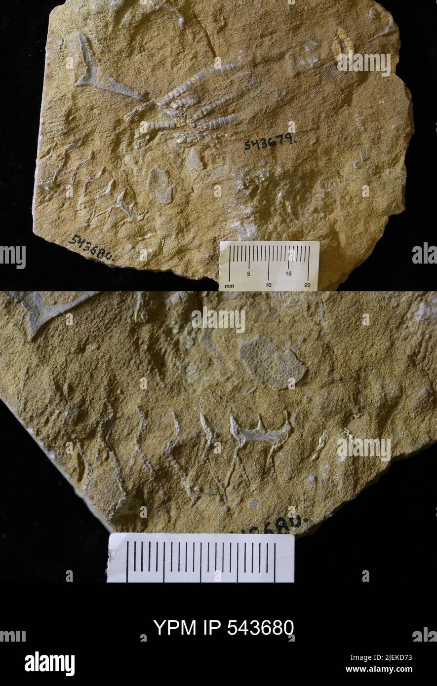 Archimedes sp hi-res stock photography and images - Alamy