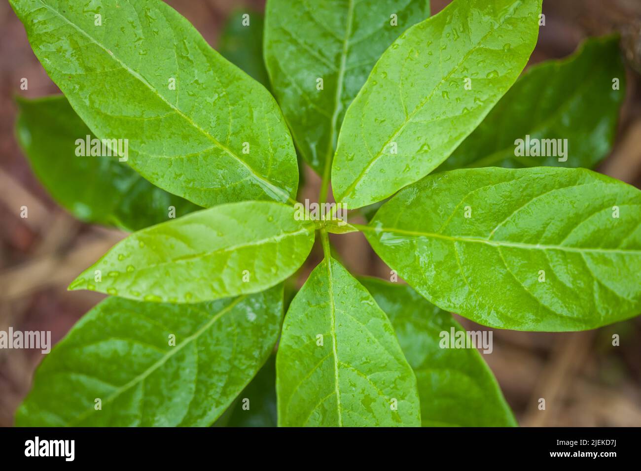 leaf of avocado tree the image is used in agriculture Stock Photo - Alamy
