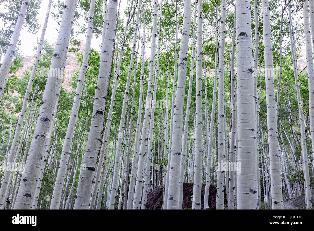 Aspen forest trees grove woods in morning sunrise summer on Snowmass ...
