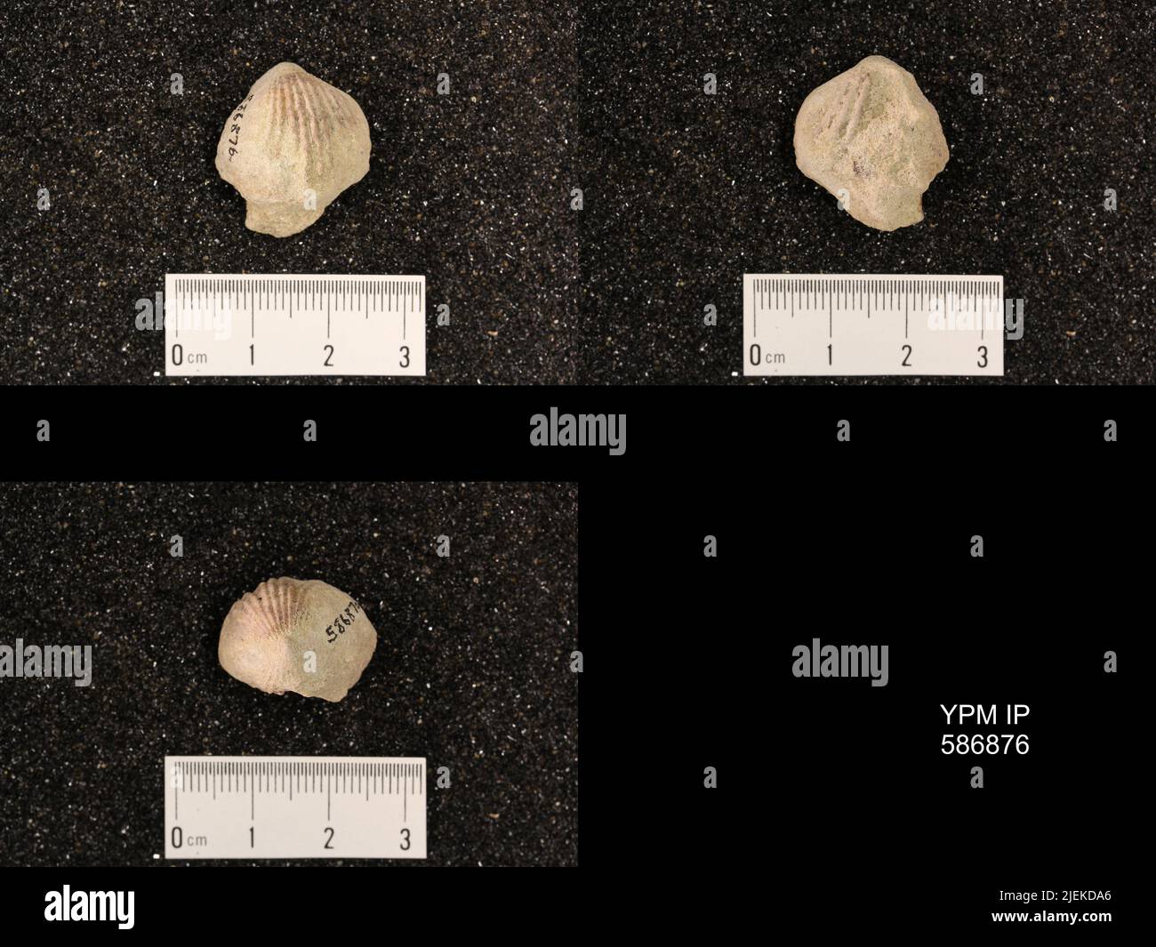 Capax hi-res stock photography and images - Alamy