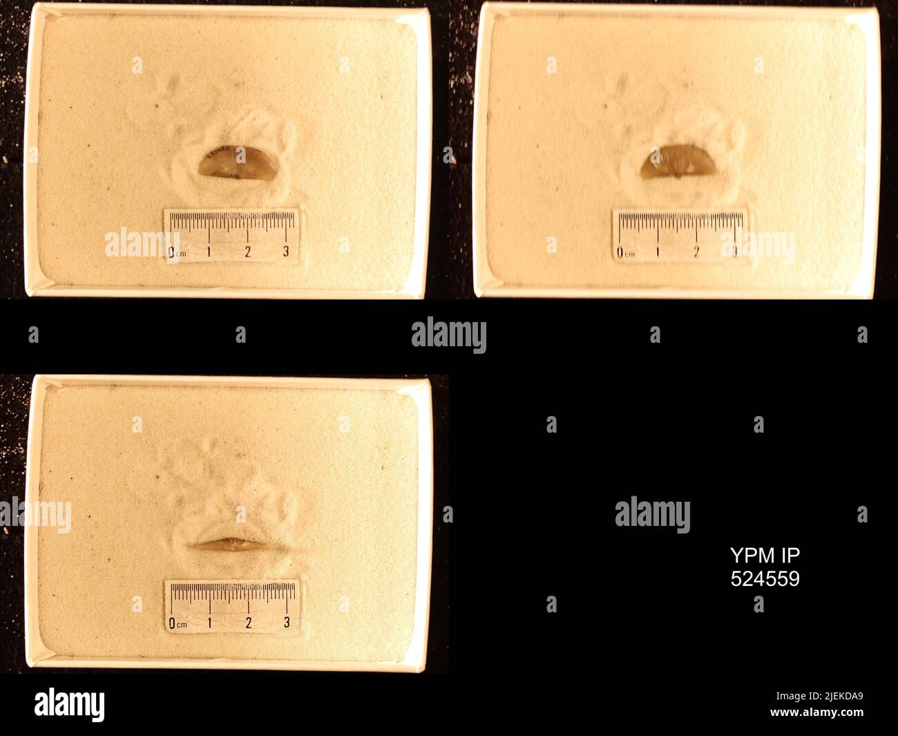 1874 animalia hi-res stock photography and images - Alamy