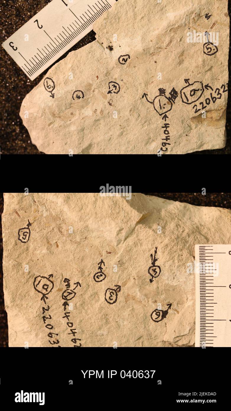 Order blattaria hi-res stock photography and images - Alamy