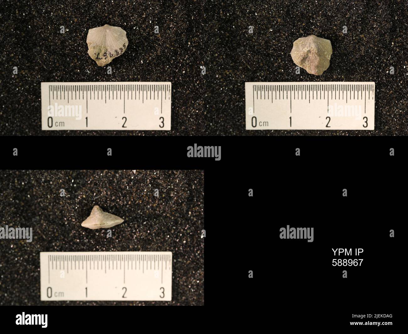 Dalmanella sp hi-res stock photography and images - Alamy