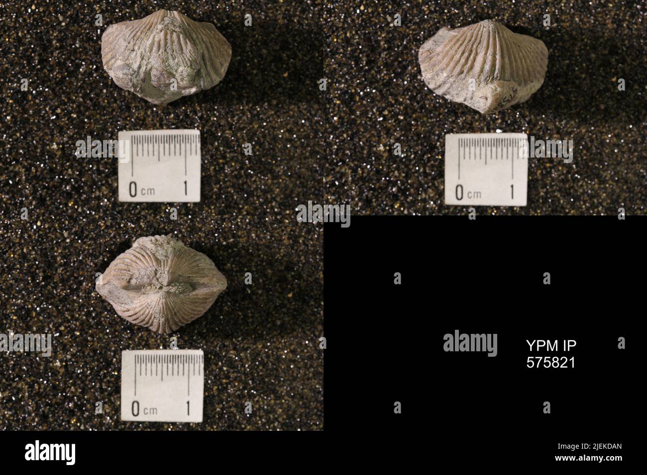 Platystrophia lynx var. laticosta form unicostata Stock Photo - Alamy