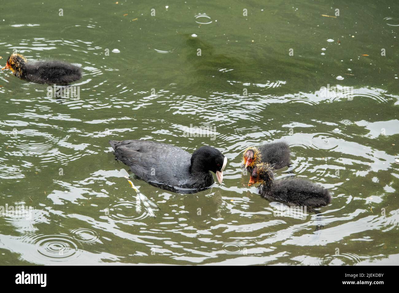 Coot feeding her chicks on the river Stock Photo - Alamy