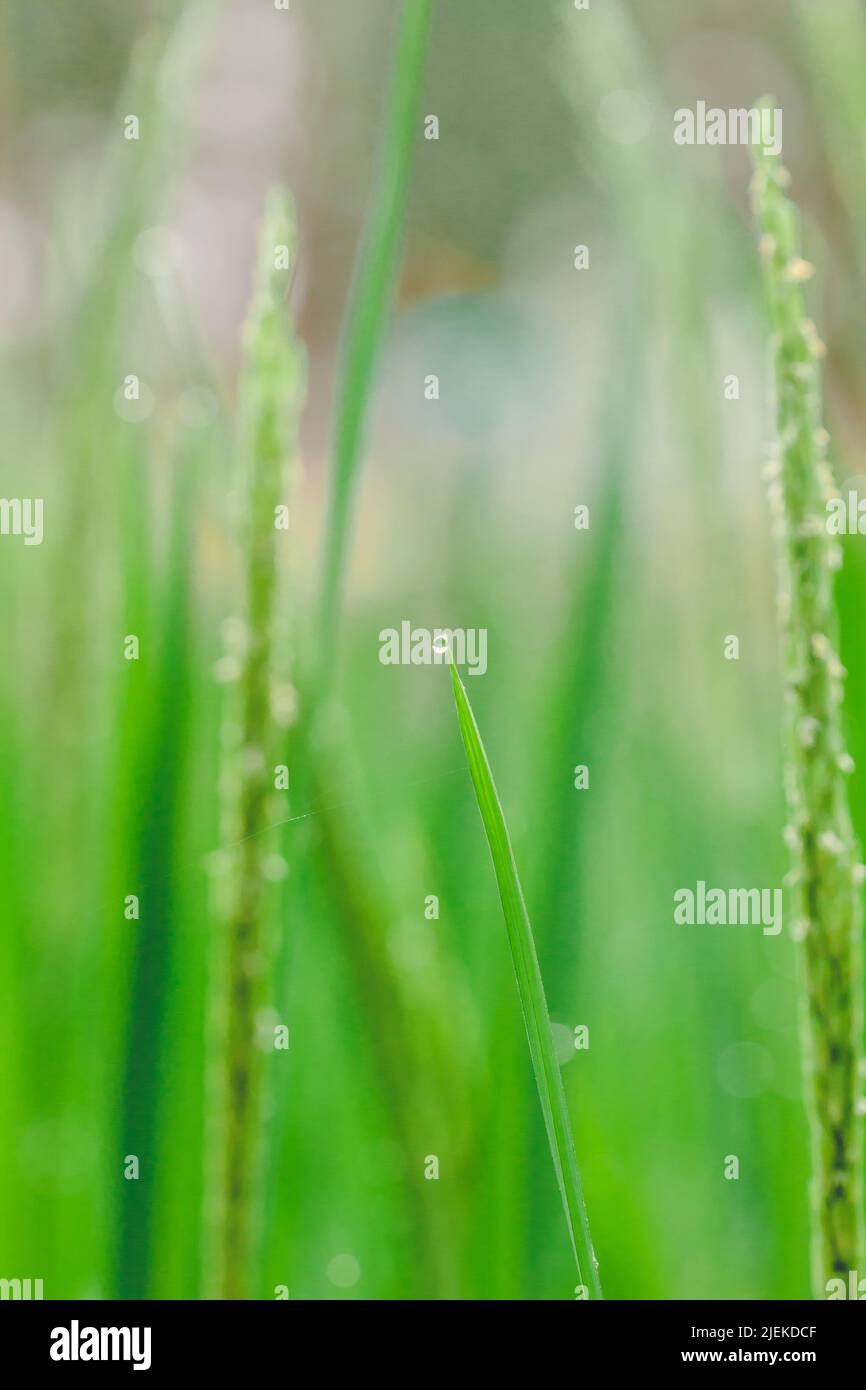 The green rice and the beautiful grain of rice in the morning with dew ...