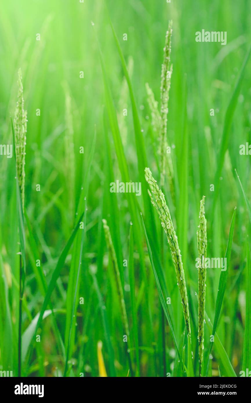 The green rice and the beautiful grain of rice in the morning with dew ...