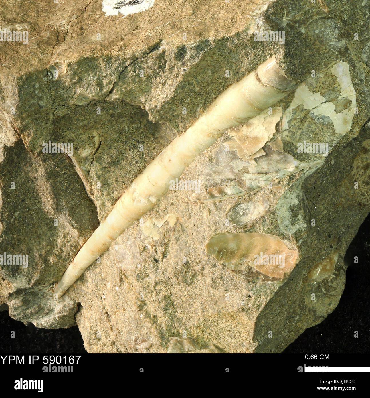 Scaphopoda hi-res stock photography and images - Alamy