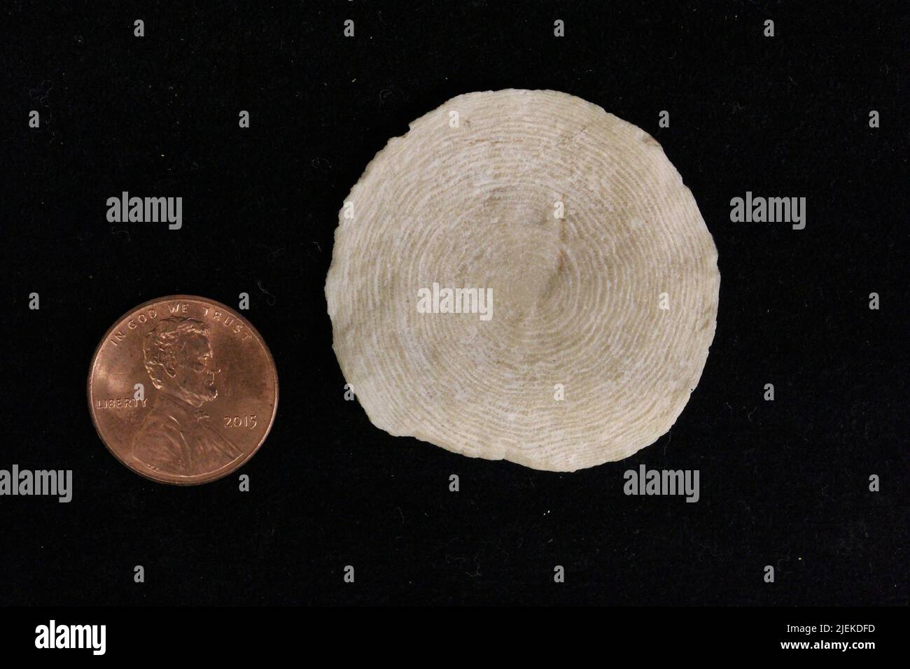 Nummulites hi-res stock photography and images - Alamy