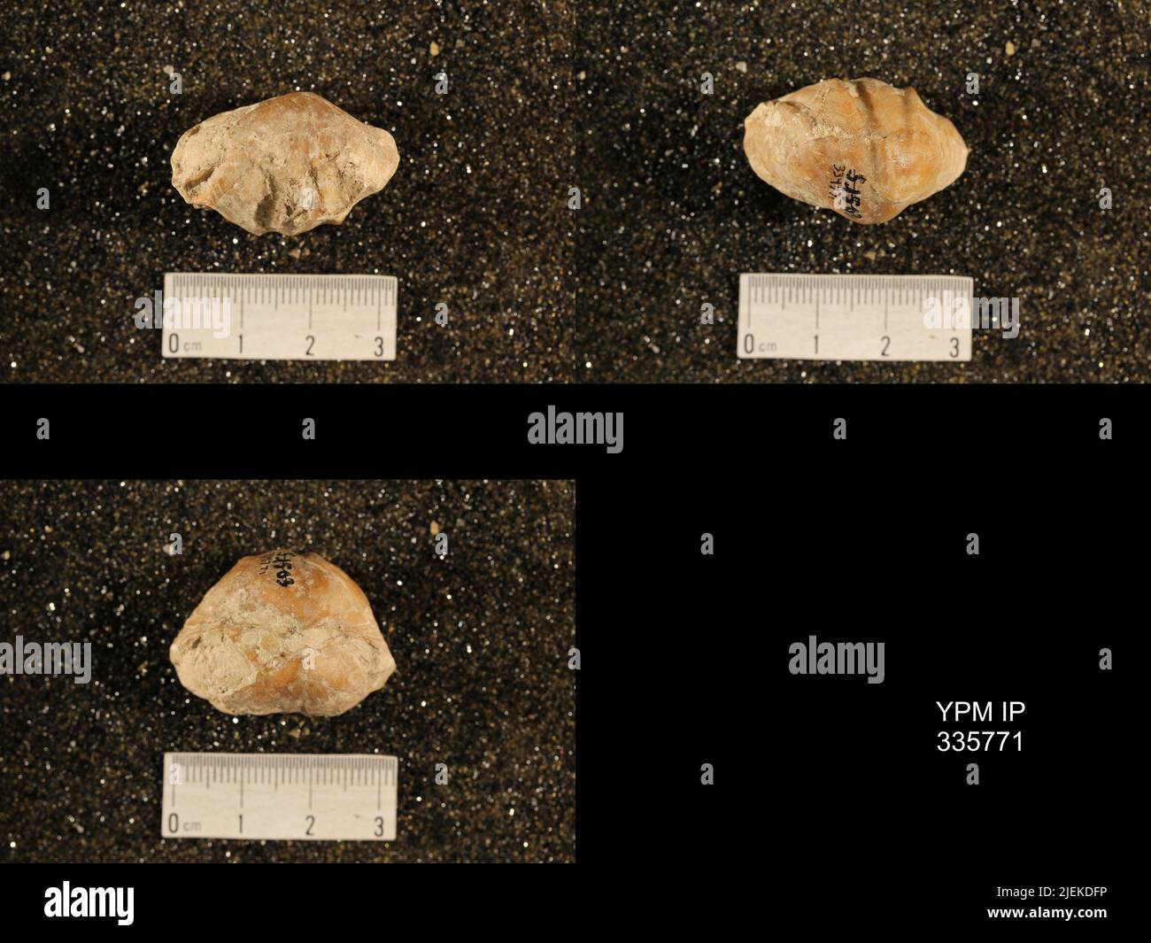 Enteletes lamarcki Fischer de Waldheim Stock Photo - Alamy