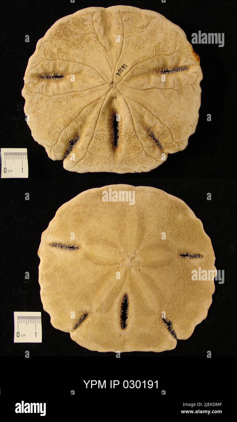 Mellita hi-res stock photography and images - Alamy