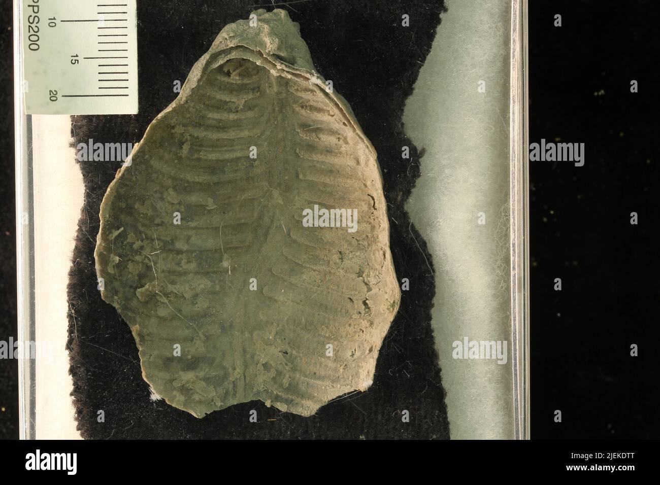 Girty hi-res stock photography and images - Alamy