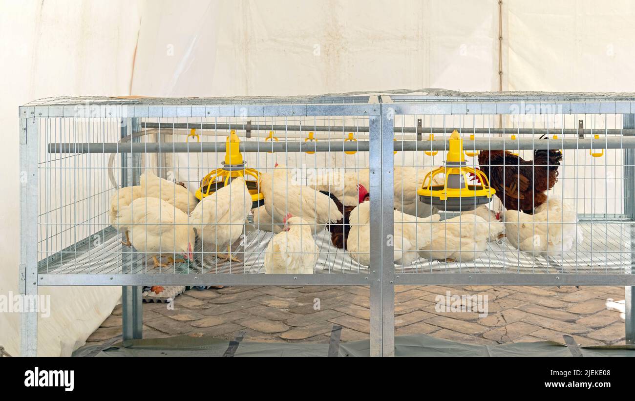 Chickens Birds in Cage With Automated Water and Feed at Poultry Farm ...