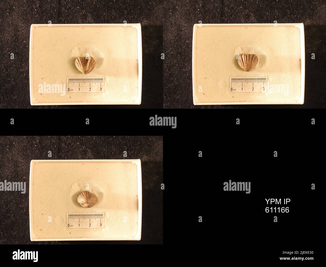 Hiscobeccus capax (Conrad, 1842 Stock Photo - Alamy