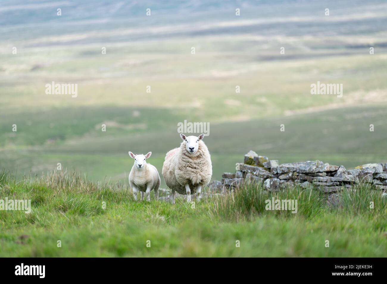 North Country Cheviot ewe with lamb on moorland, Cumbria, UK Stock ...