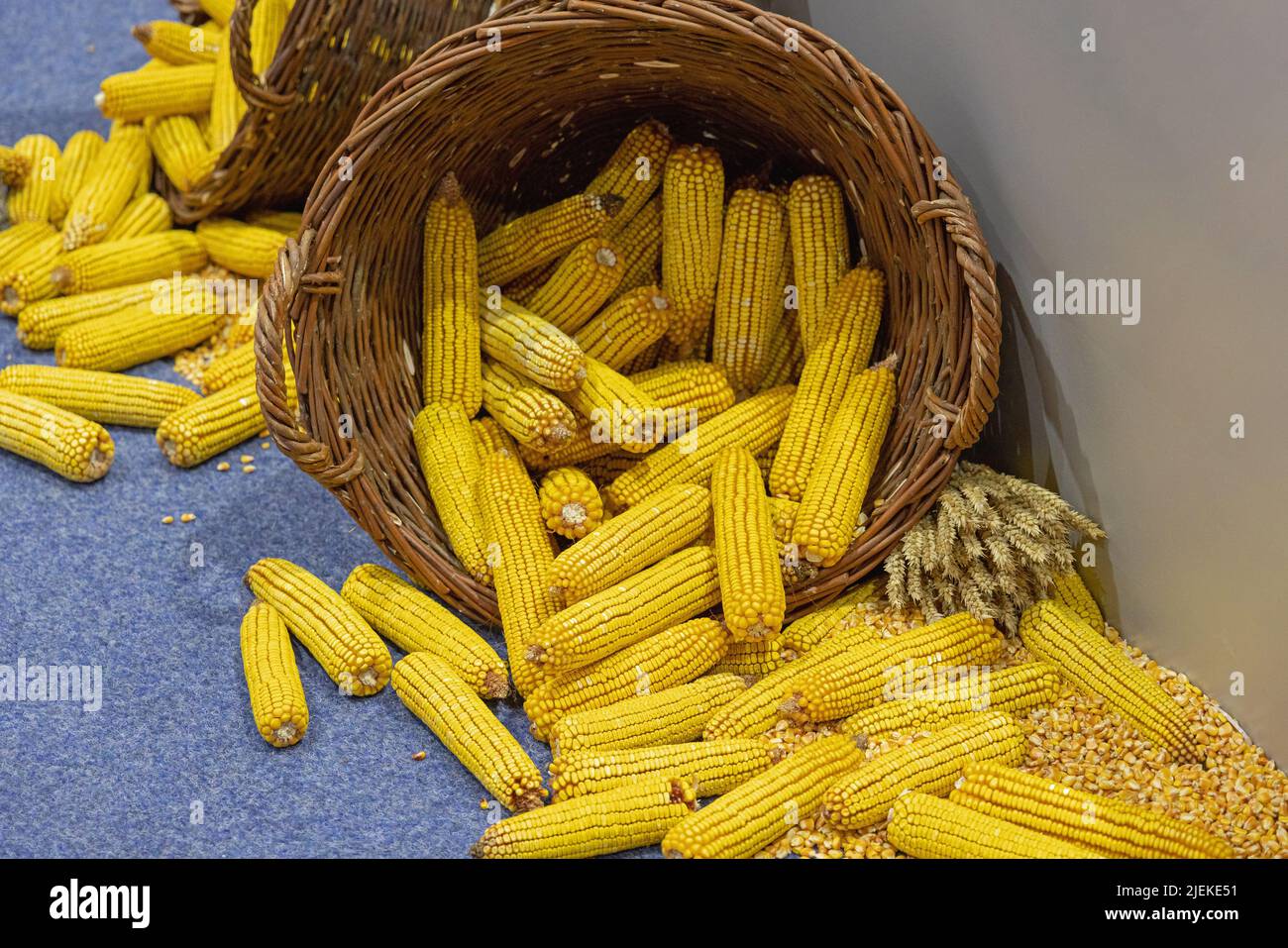 Maize Ears Corn Cobs Farm Harvest Basket Spill Stock Photo - Alamy