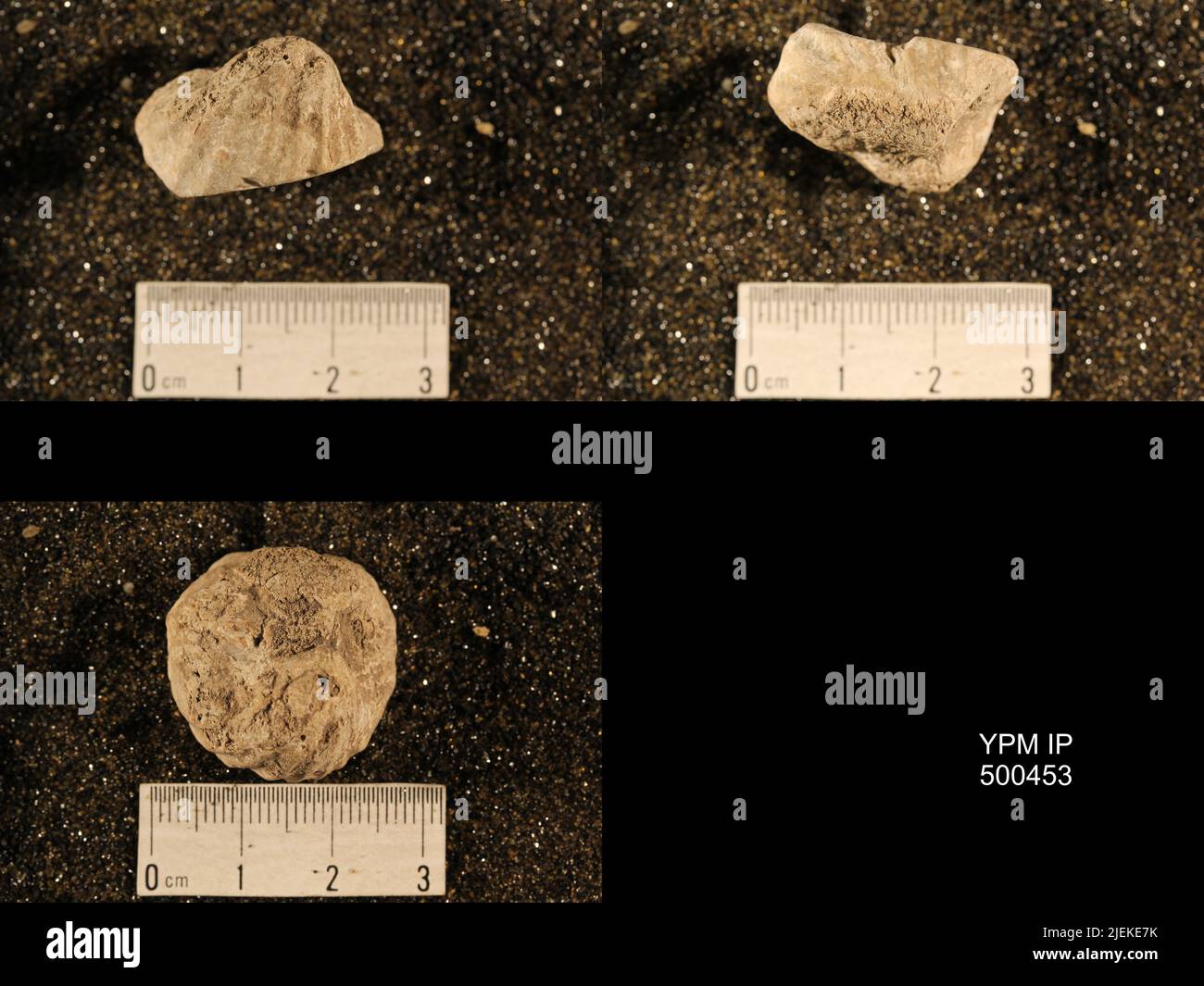 Enteletes plummeri king animalia hi-res stock photography and images ...