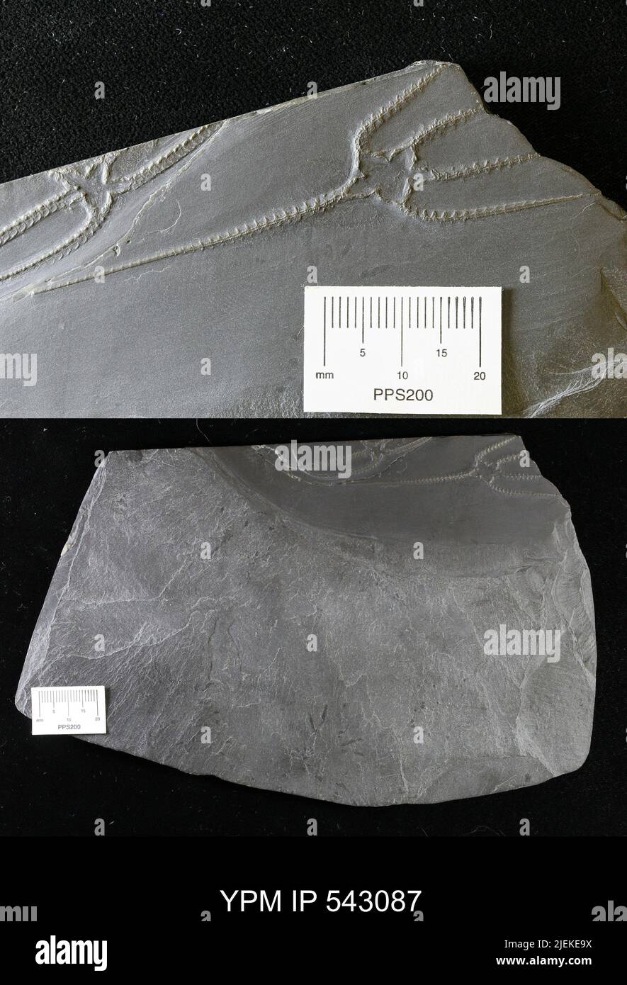 Furcaster palaeozoicus Sturtz Stock Photo - Alamy