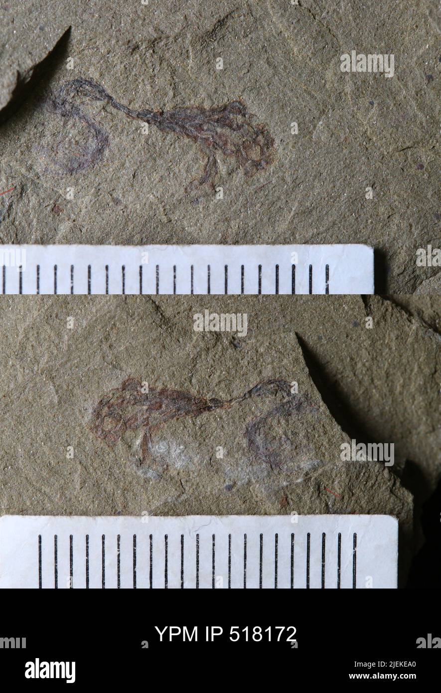 Dendroidea hi-res stock photography and images - Alamy