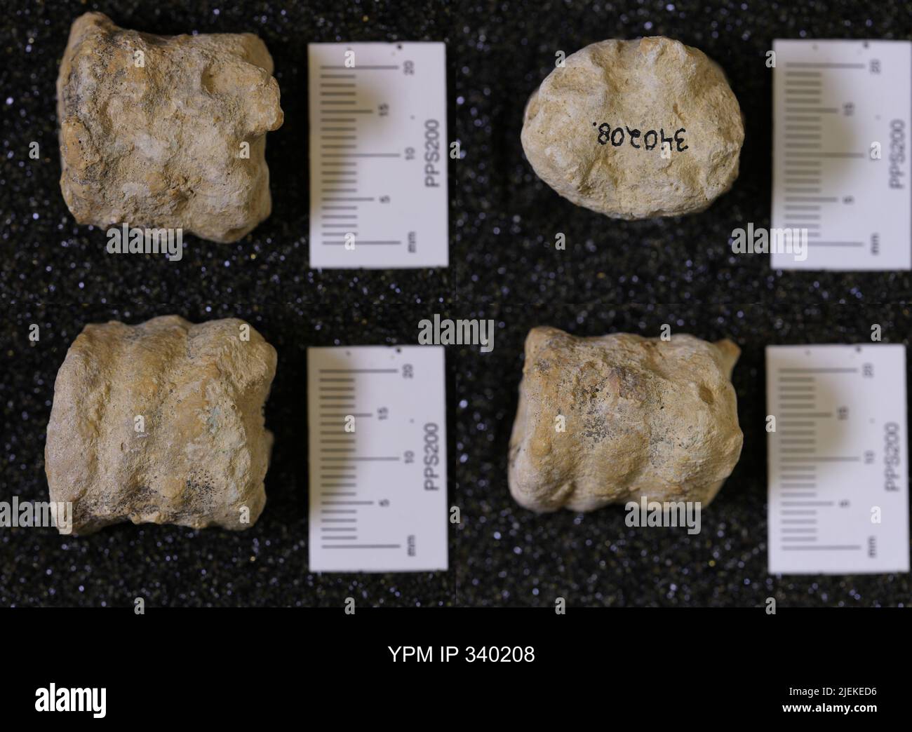 Hamites hi-res stock photography and images - Alamy