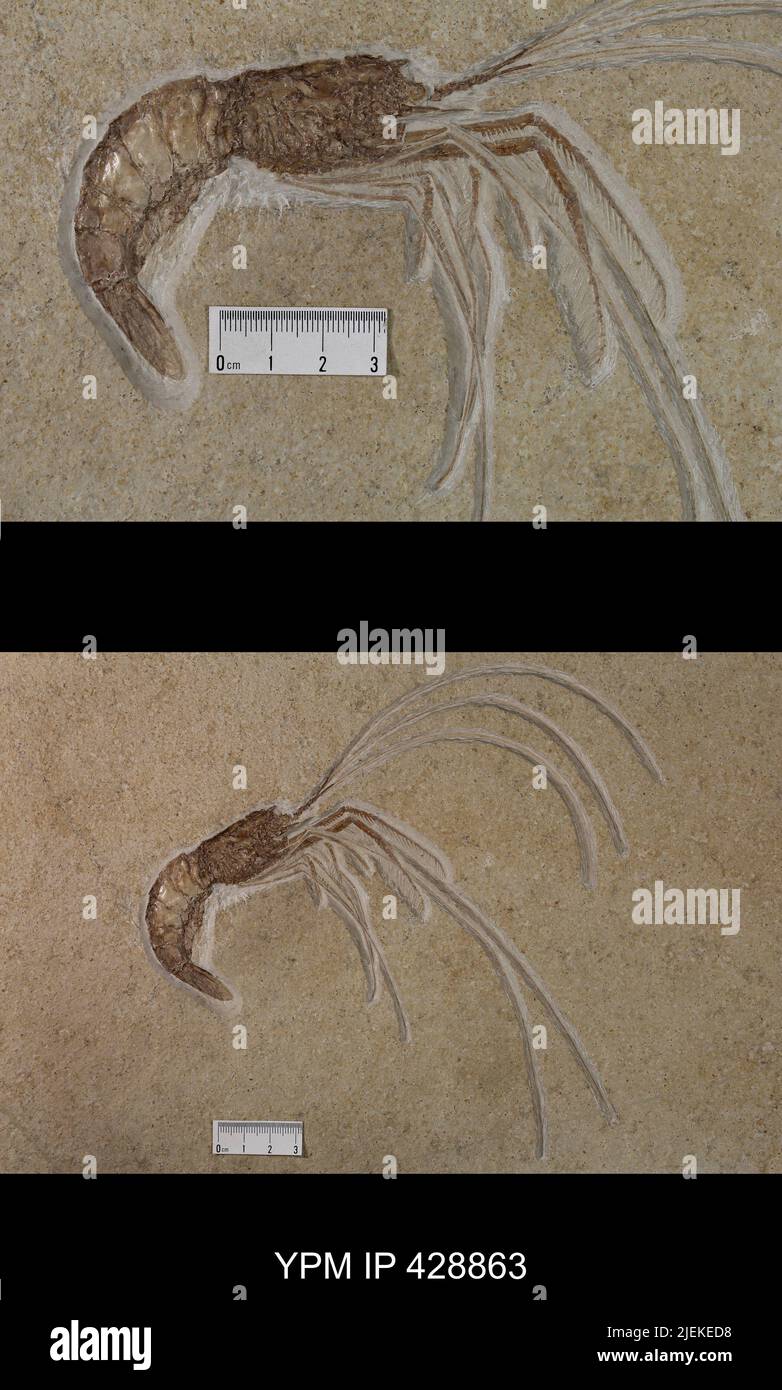 Aeger hi-res stock photography and images - Alamy