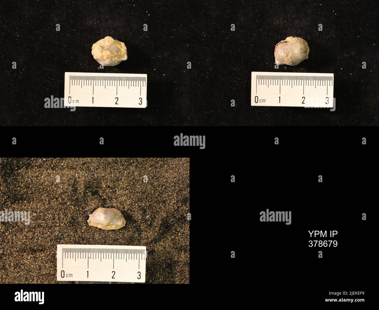 Pratten hi-res stock photography and images - Alamy