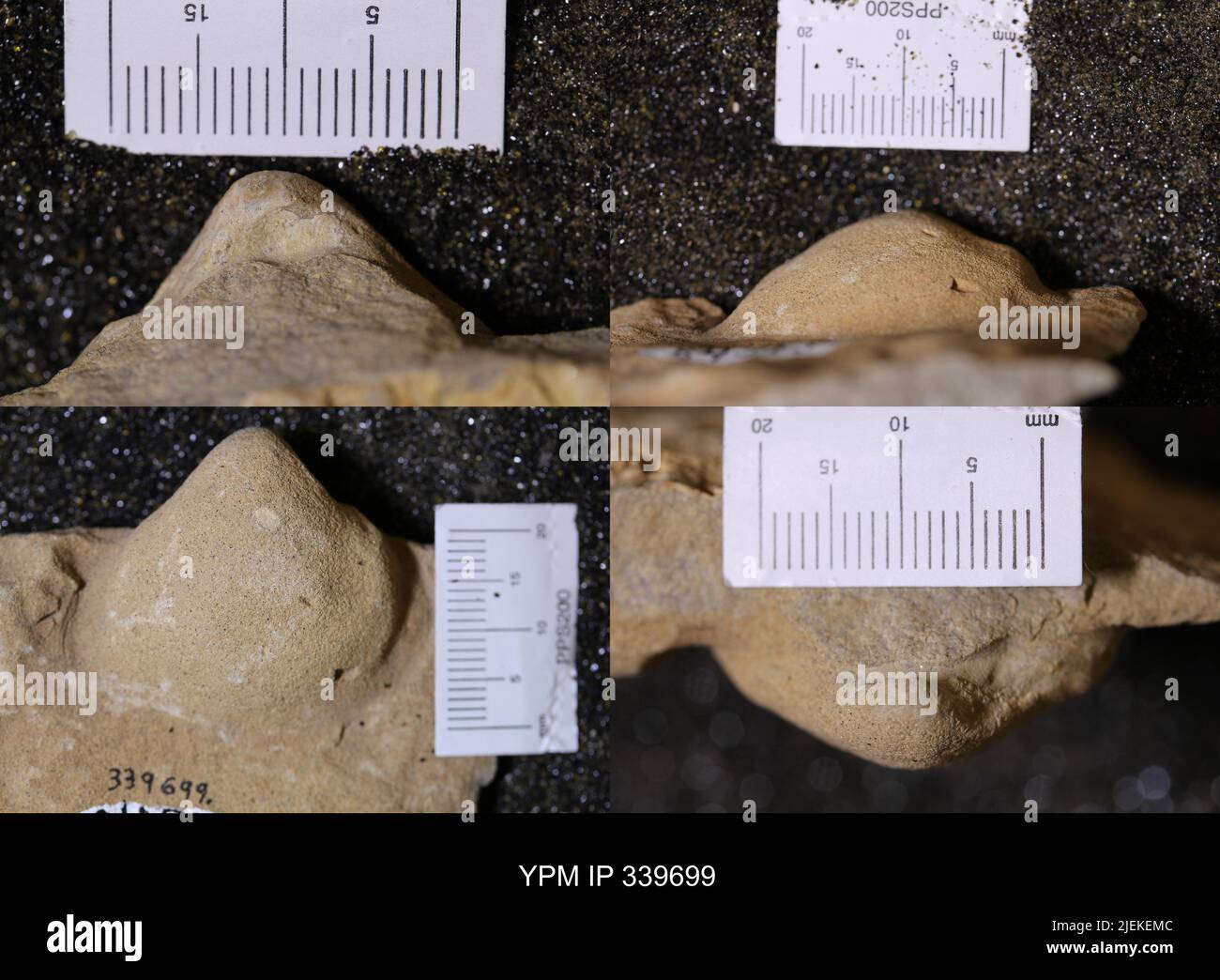 Mactra sp animalia hi-res stock photography and images - Alamy