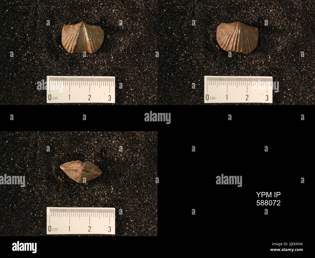 Laticostata hi-res stock photography and images - Alamy
