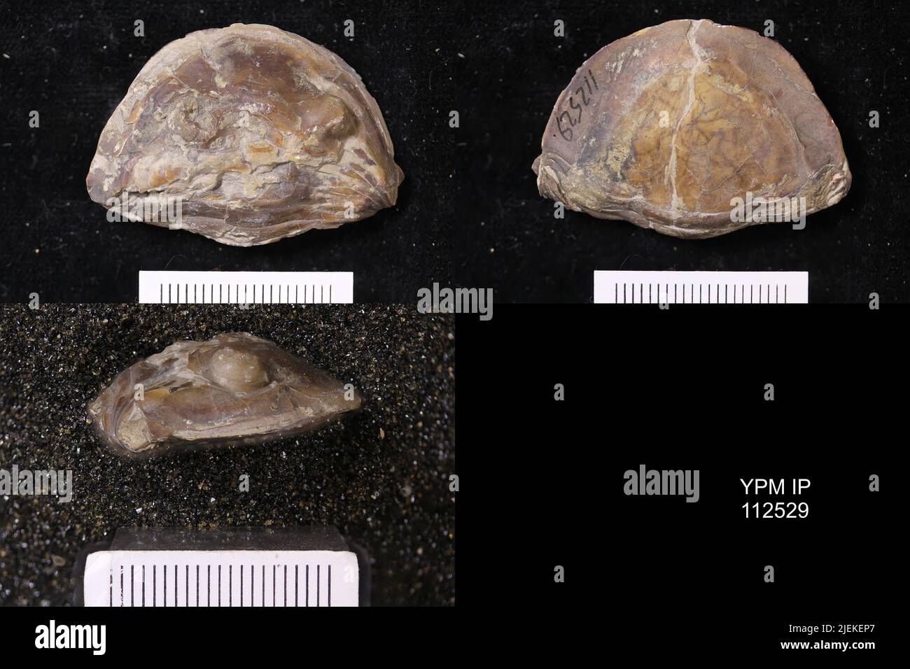 Isotelus hi-res stock photography and images - Alamy