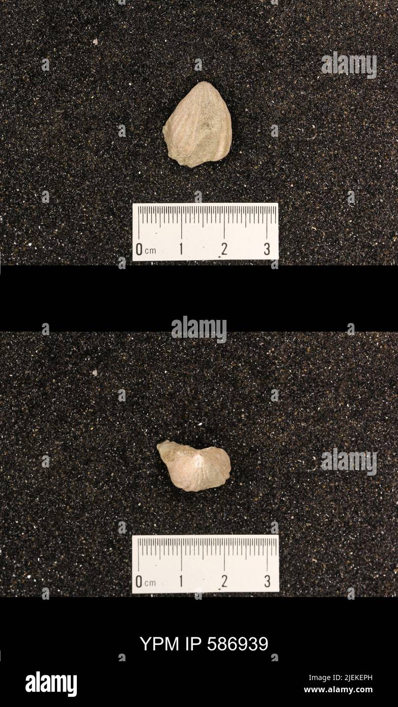 Capax hi-res stock photography and images - Alamy