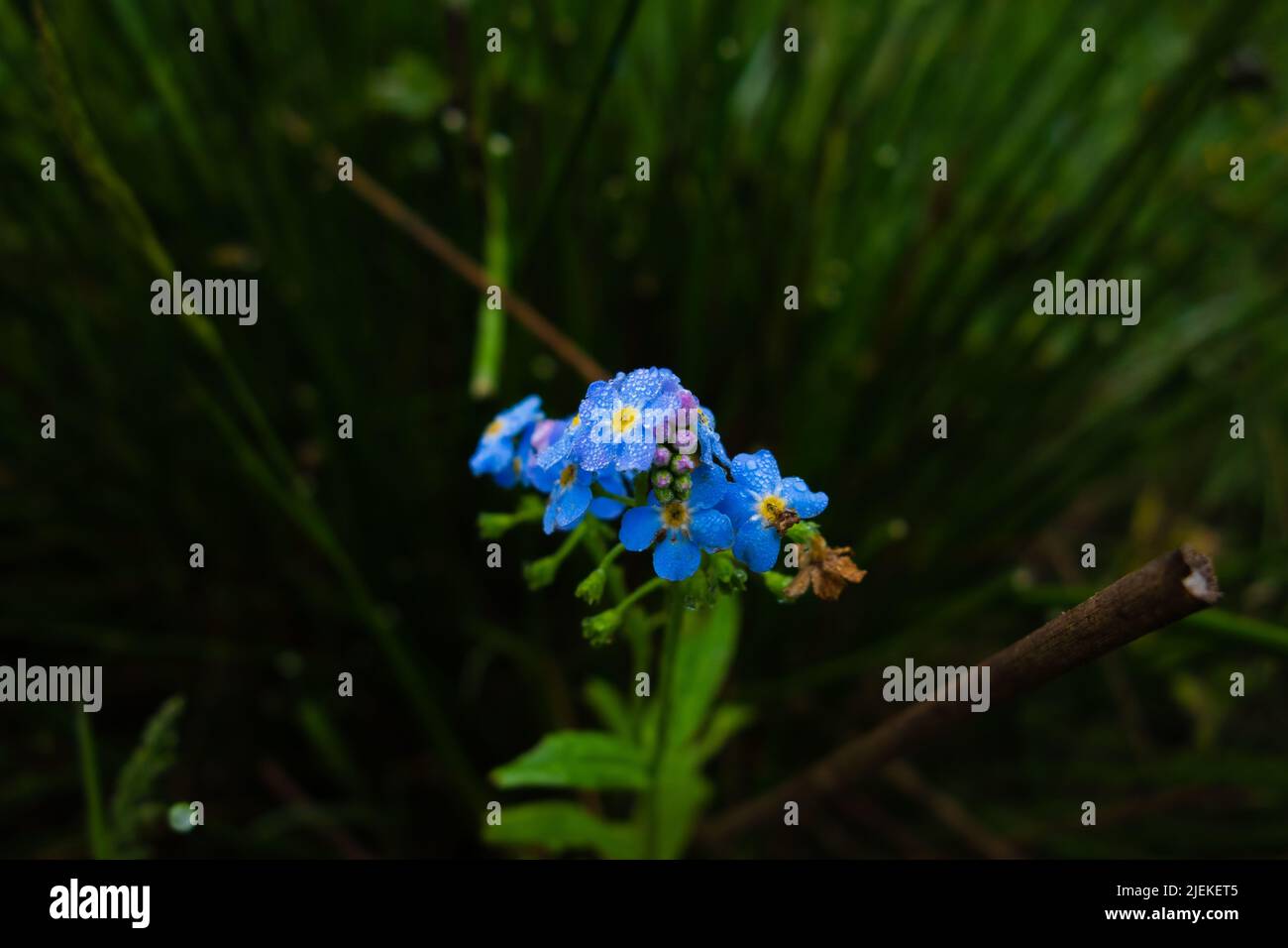 blue wild flower isolated on a natural dark green background Stock ...