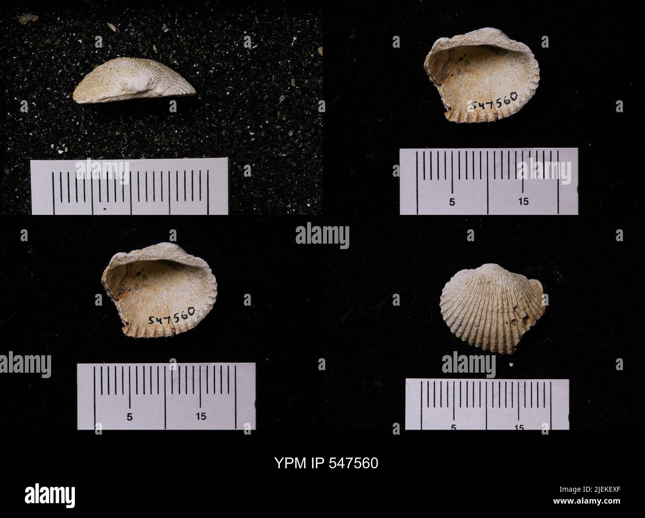 Scapharca transversa animalia hi-res stock photography and images - Alamy