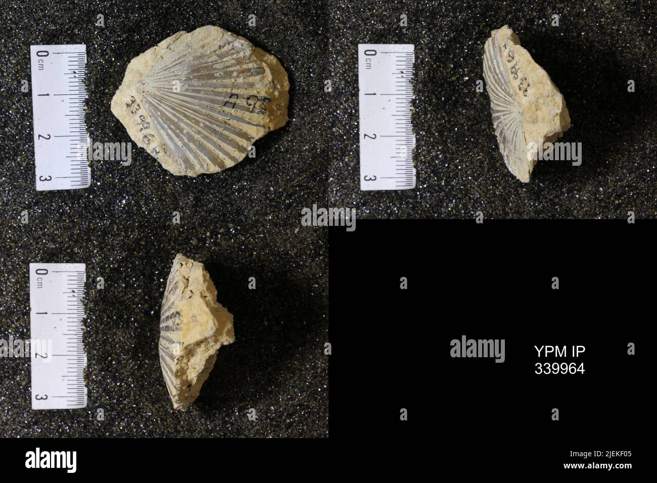 Fossil pecten hi-res stock photography and images - Alamy