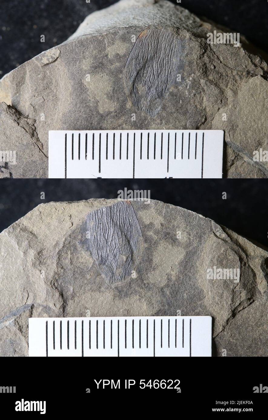 Phyllocarida hi-res stock photography and images - Alamy