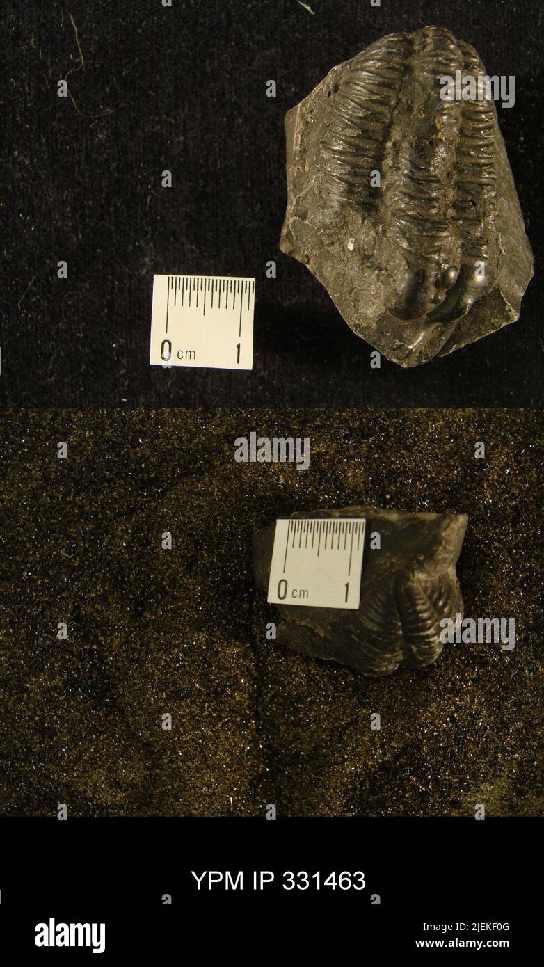 Calymene meeki animalia hi-res stock photography and images - Alamy