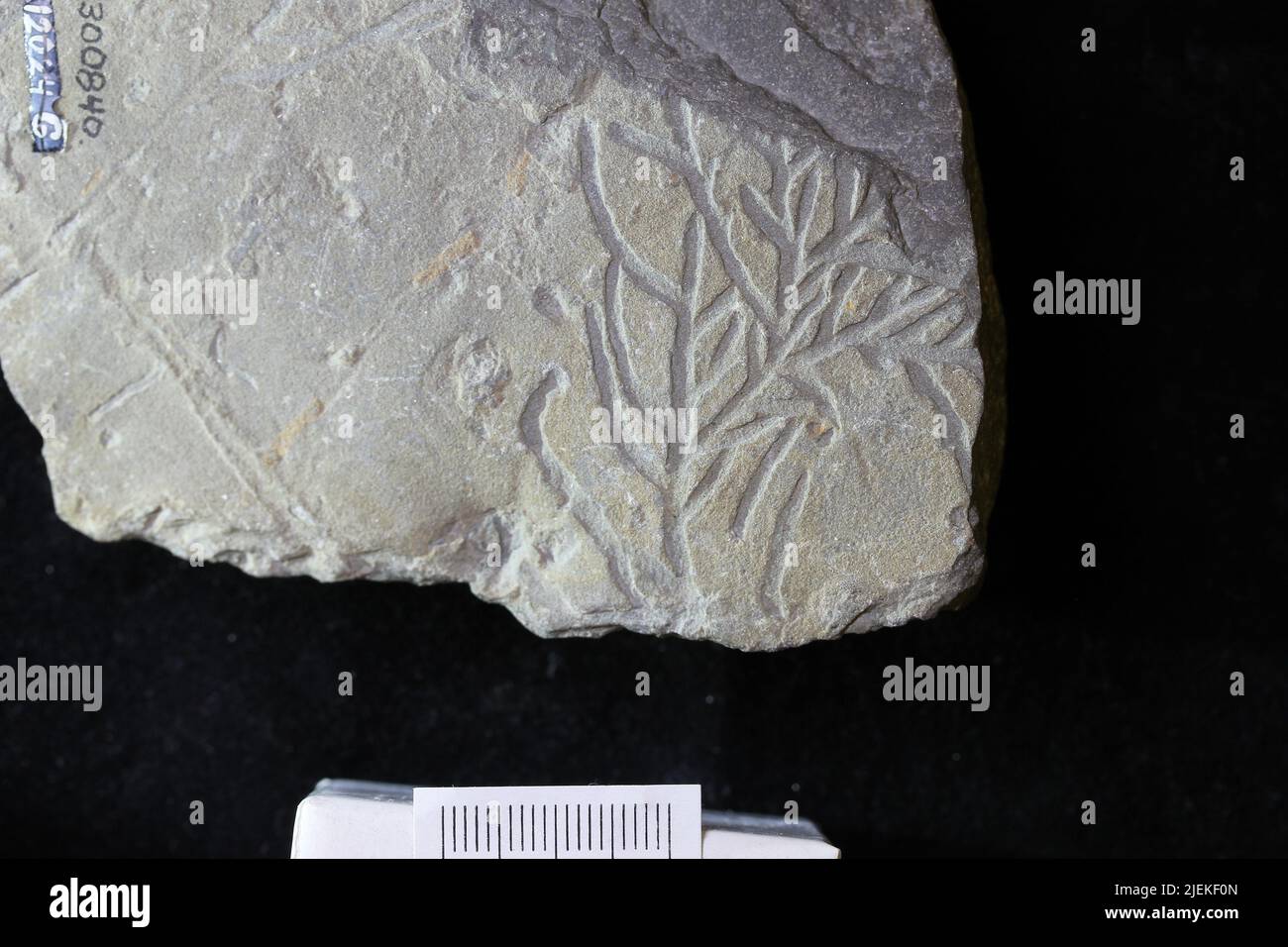 Chondrites hi-res stock photography and images - Alamy