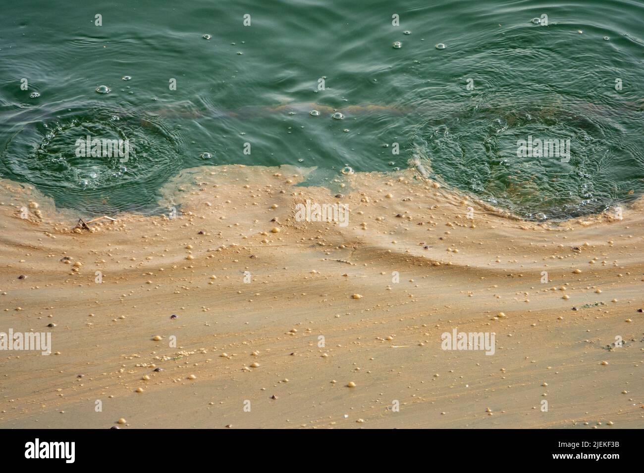 Floating pollution on the river Nile, Egypt Stock Photo - Alamy