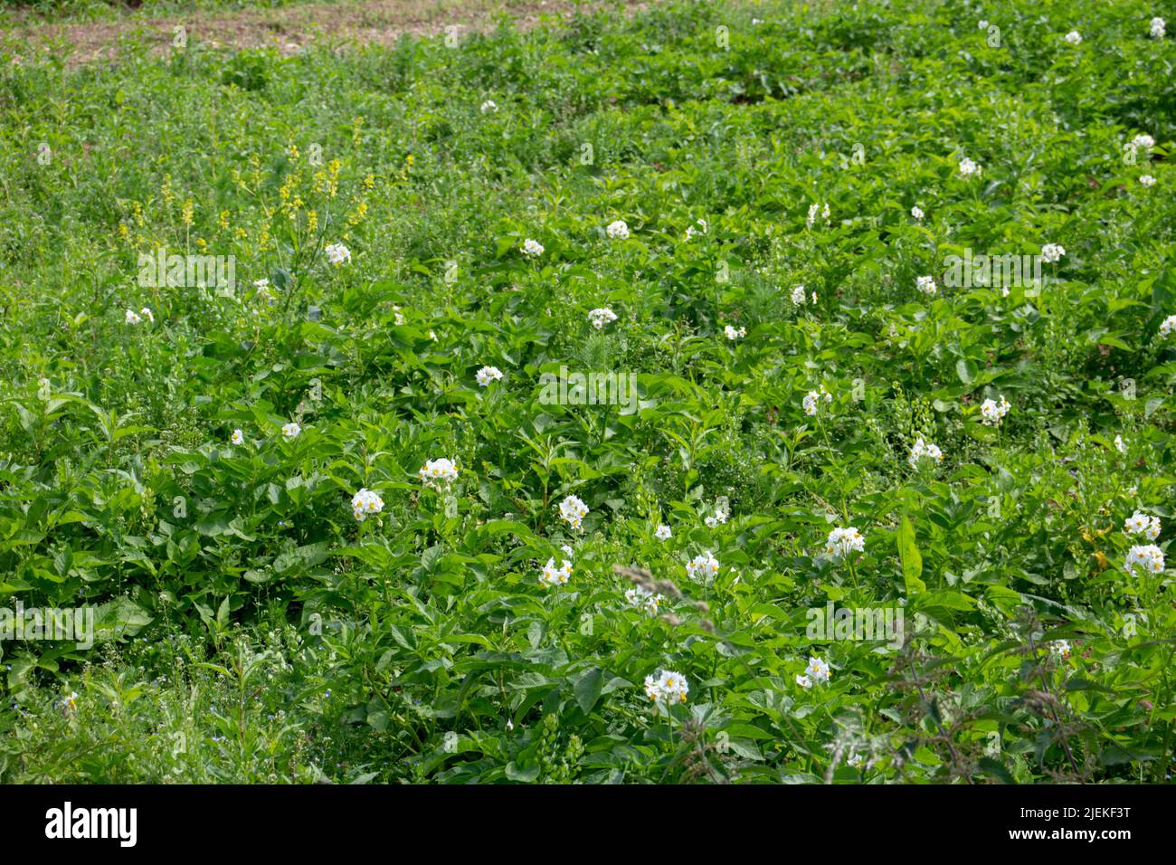 close up of potato plants growing in rows with a blue sky and white ...