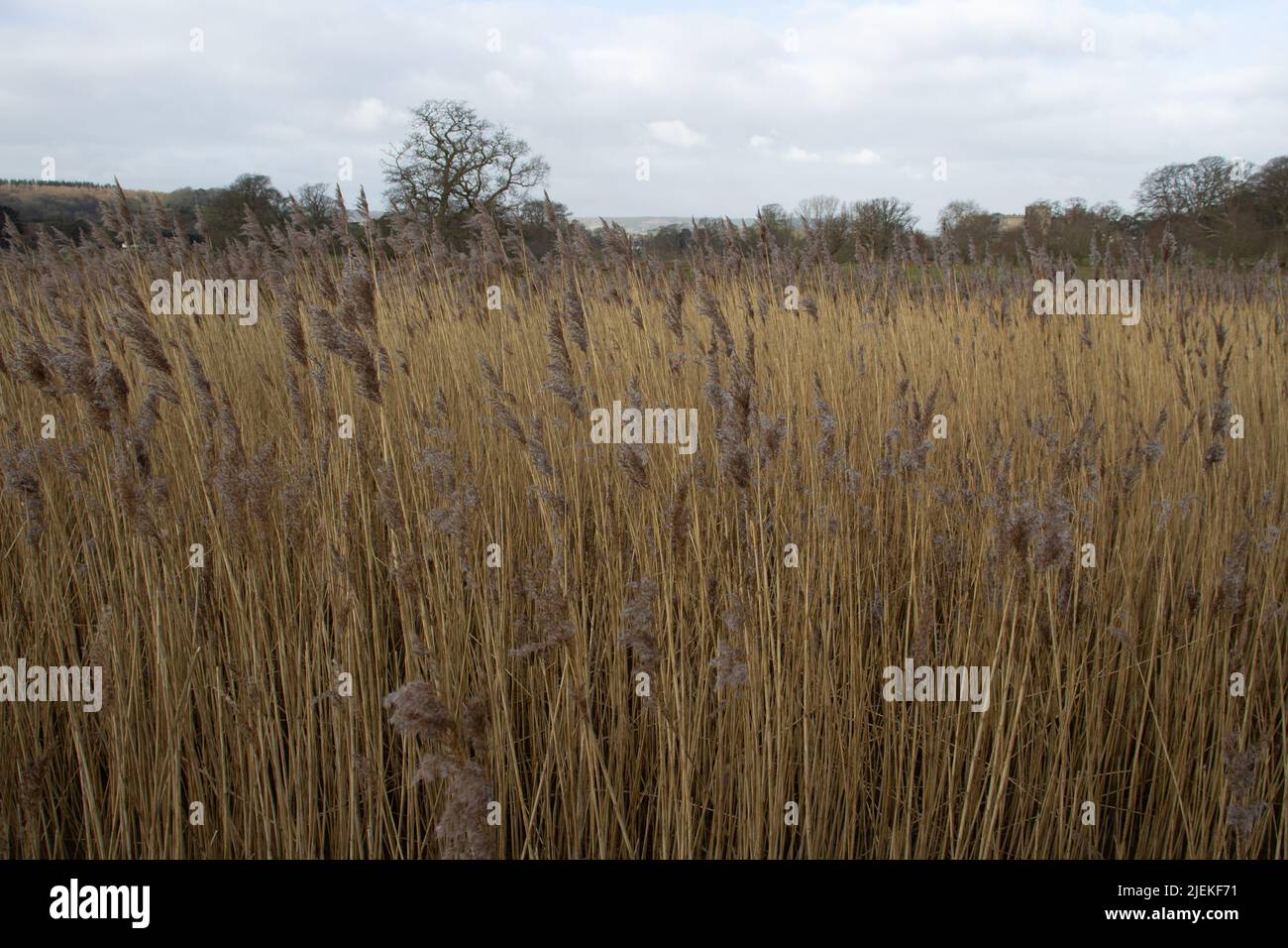 common reed growing with a cloudy blue sky Stock Photo - Alamy